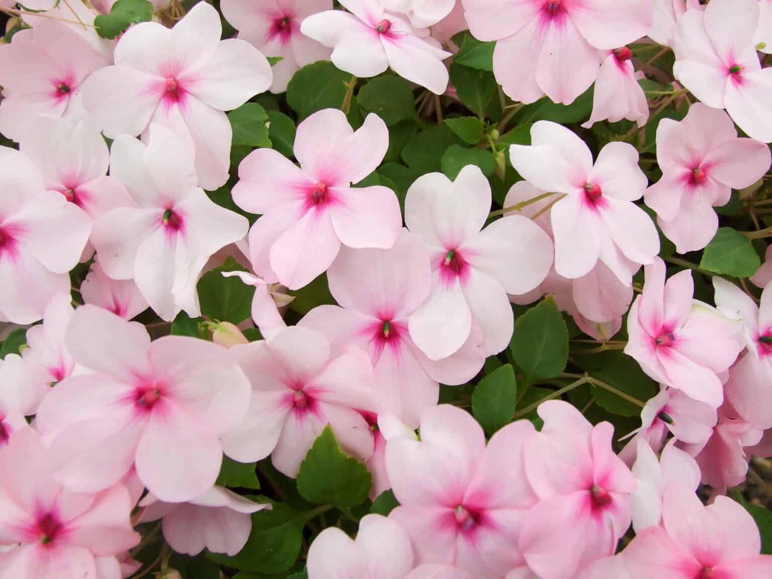 Vinca vs. Impatiens: What's the Difference? - A-Z Animals