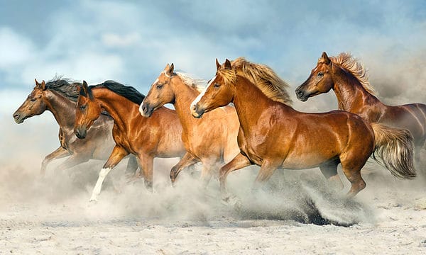 Discover 6 Animals That Help Humans! - A-Z Animals