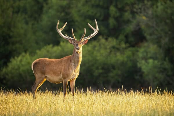 Wildlife in Ireland - Types of Irish Animals - A-Z Animals
