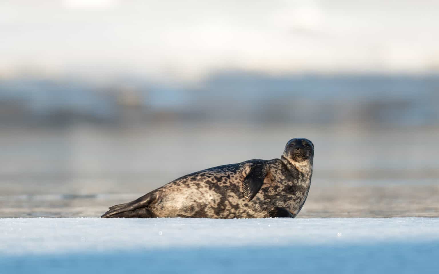 Discover 6 Real-Life Animals That Live in the North Pole - A-Z Animals