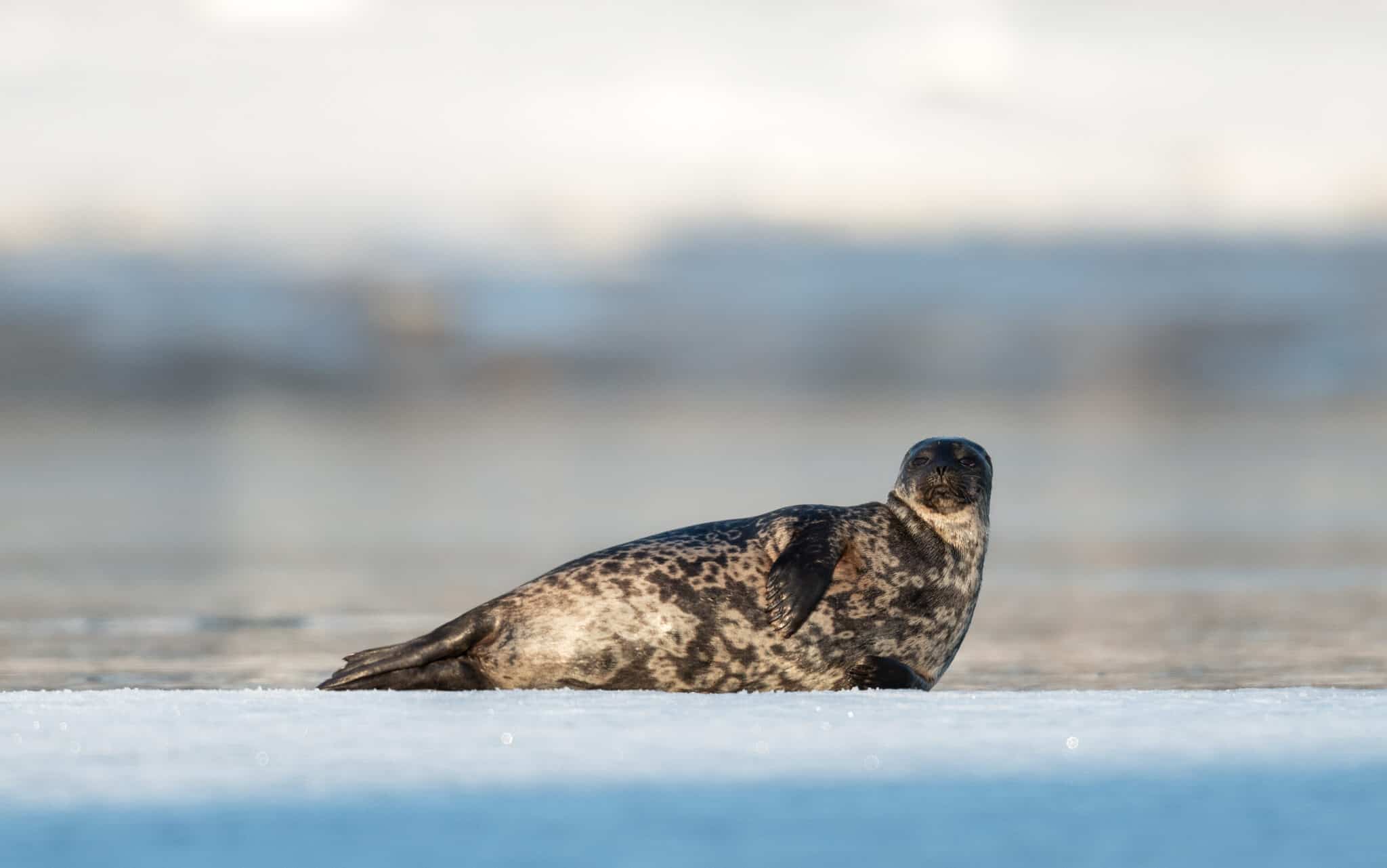 6 Animals That Are Deaf Or Don't Have Ears - A-Z Animals