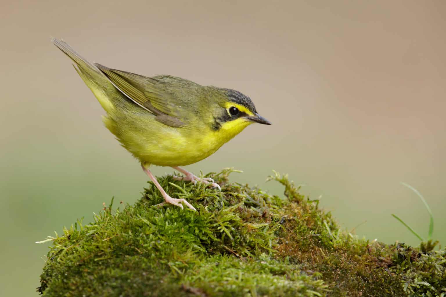 Kentucky Warbler Animal Facts - Geothlypis formosa - A-Z Animals