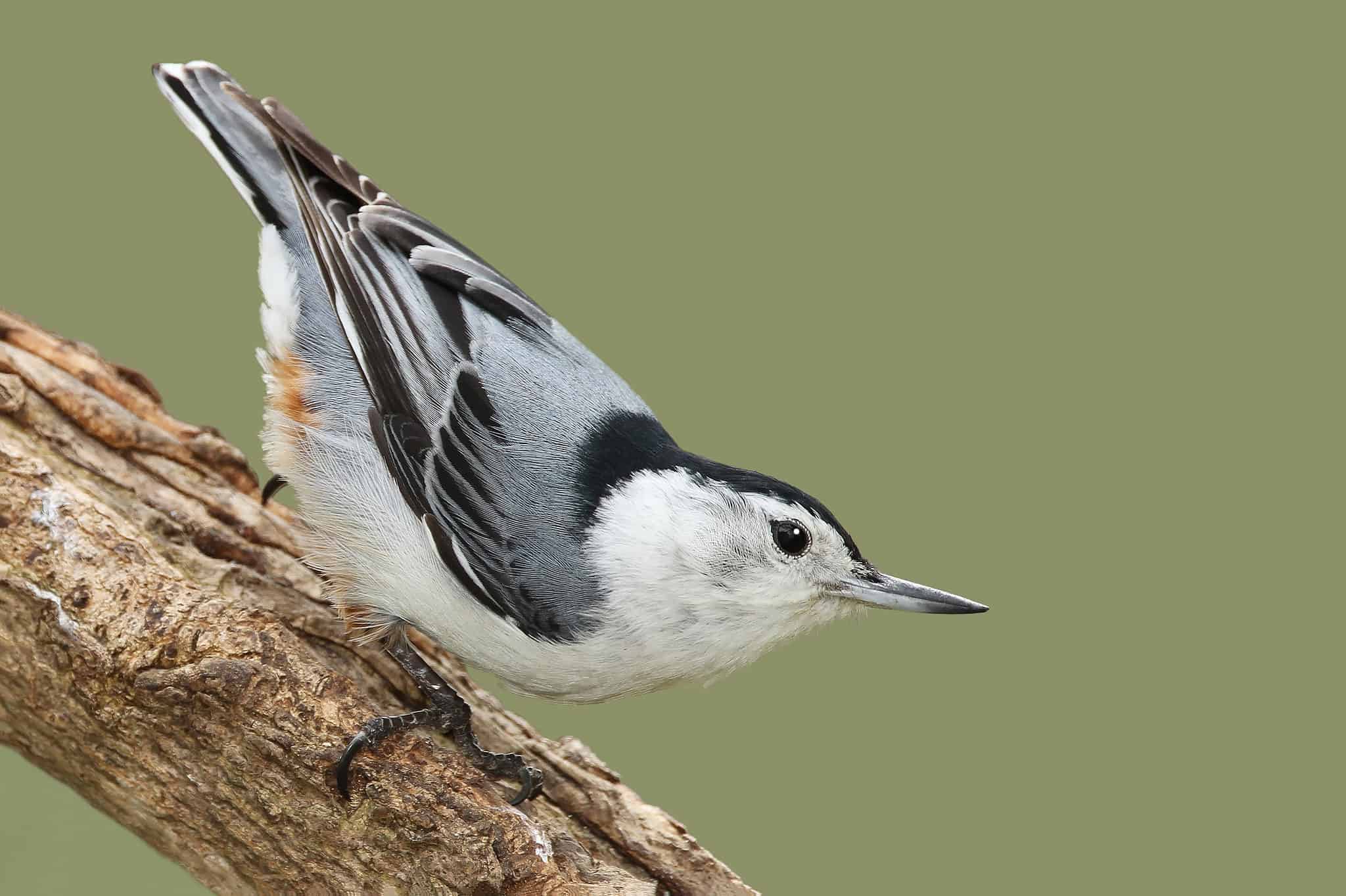 Discover All Types Of Birds In Wisconsin - A-Z Animals