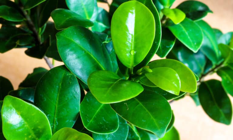 Discover the Top 7 Most Expensive Bonsai Trees Ever Sold - A-Z Animals