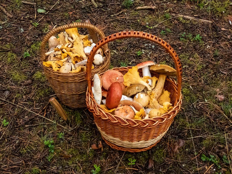 Russula Mushrooms: A Complete Guide
