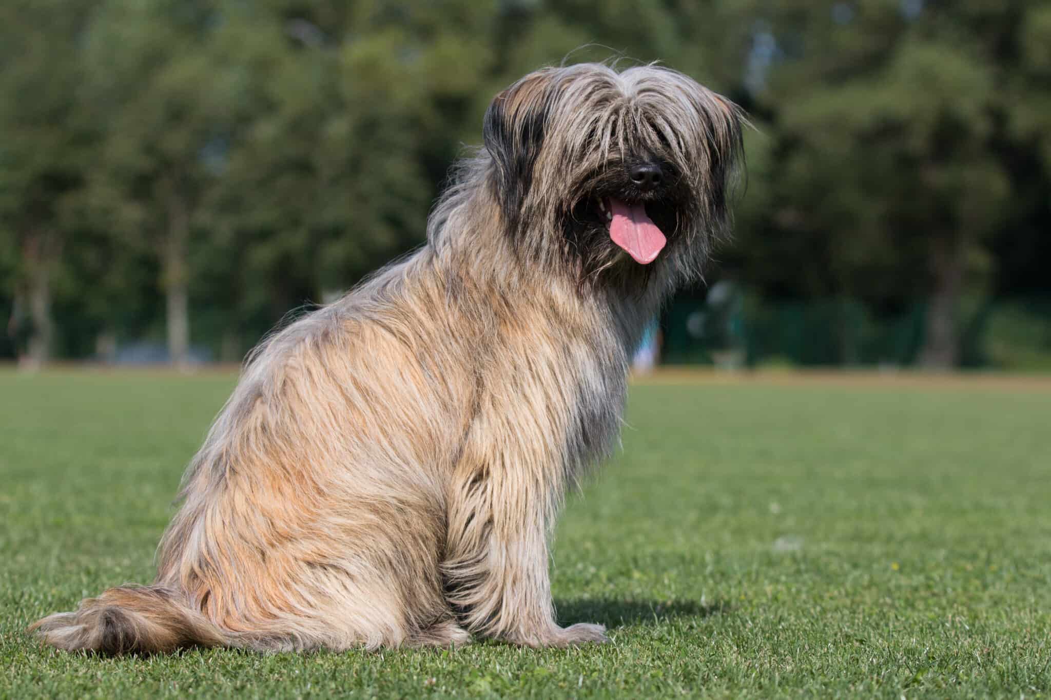 Pyrenean Shepherd Animal Facts - Canis lupus familiaris - A-Z Animals