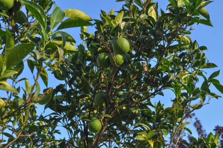 Lime Trees vs. Lemon Trees