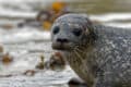 Wildlife in Norway - Types of Norwegian Animals - A-Z Animals