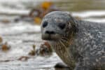 Wildlife in Norway - Types of Norwegian Animals - A-Z Animals
