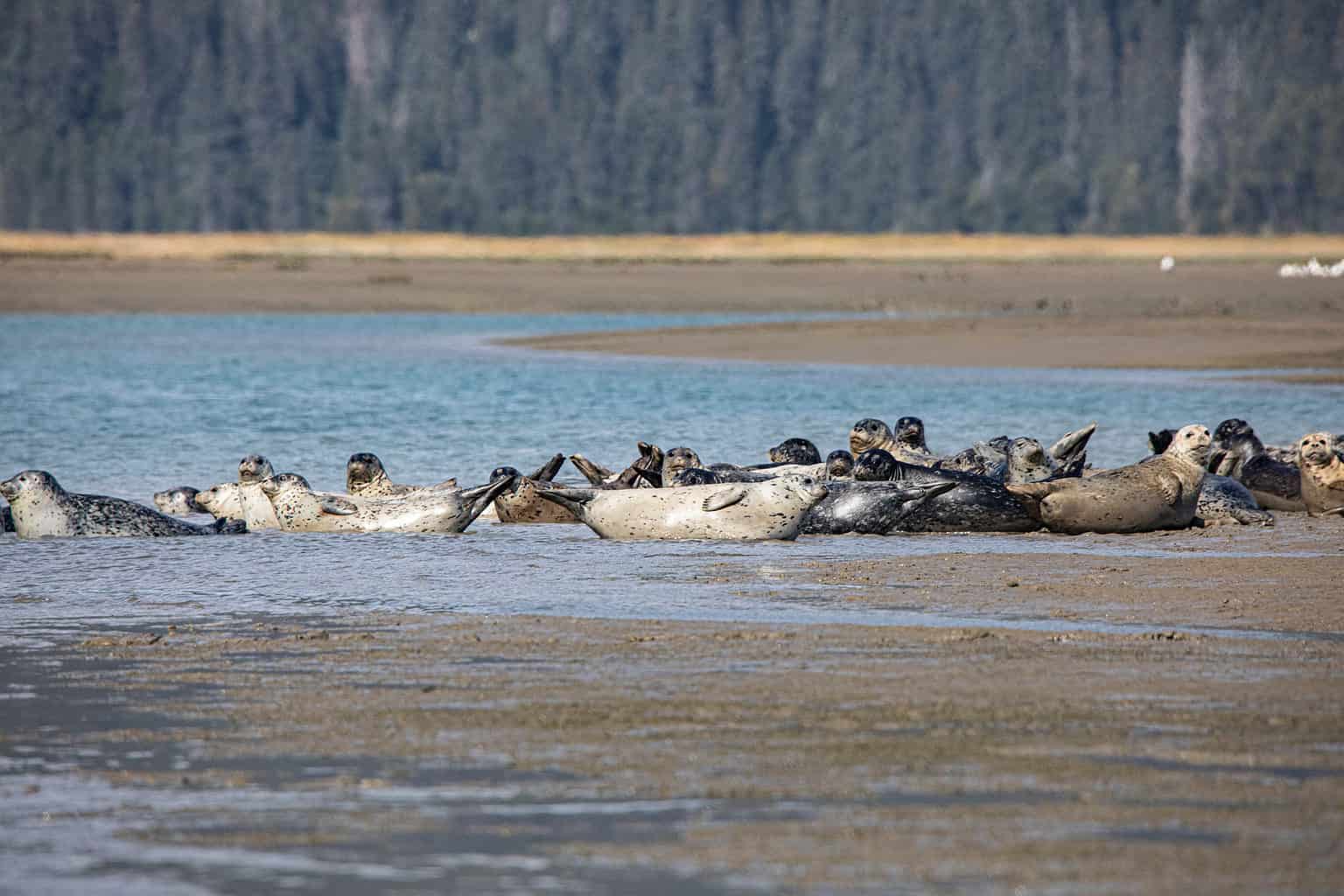 Harbor Seal Animal Facts - Phoca vitulina - A-Z Animals