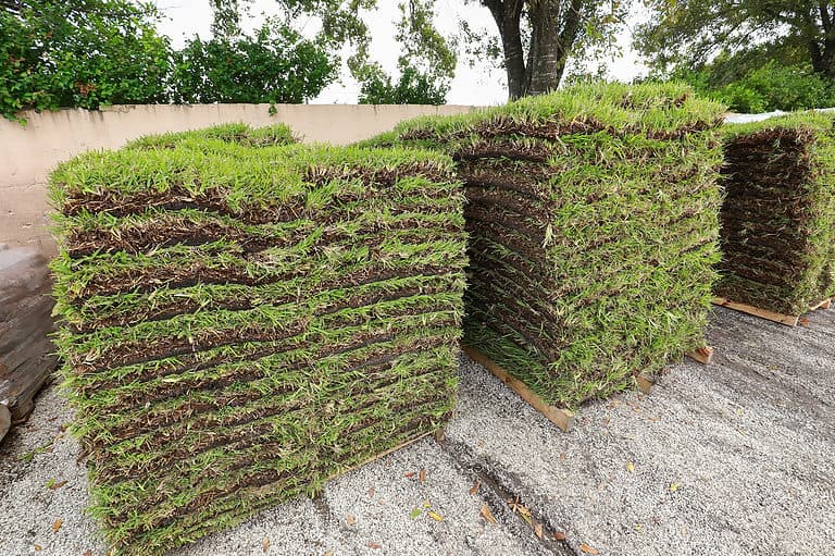 Bermuda Grass vs. St. Augustine: 5 Key Differences - A-Z Animals