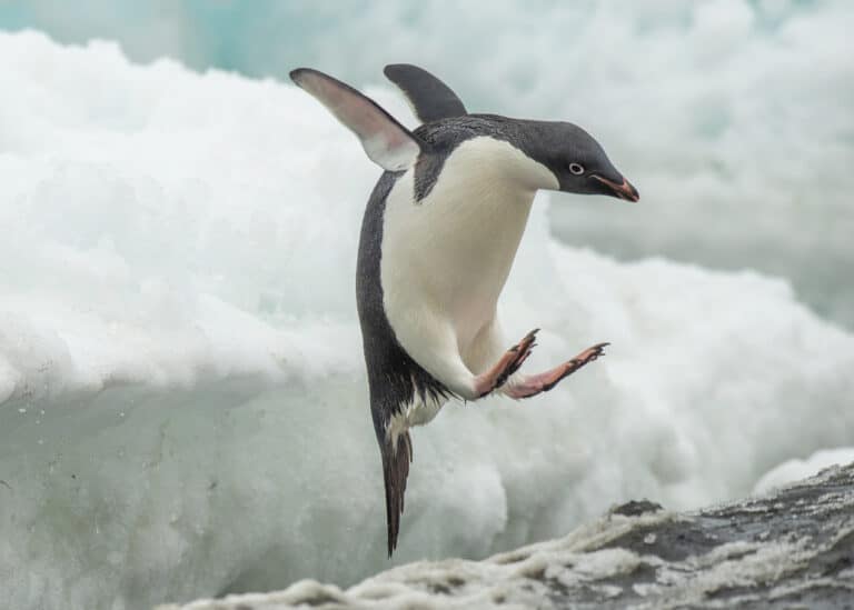 Not Just 18 Species: Why Modern Science Just Expanded the Penguin ...