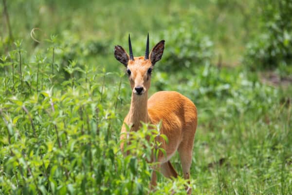 Dik-Dik Animal Facts - Madoqua - A-Z Animals