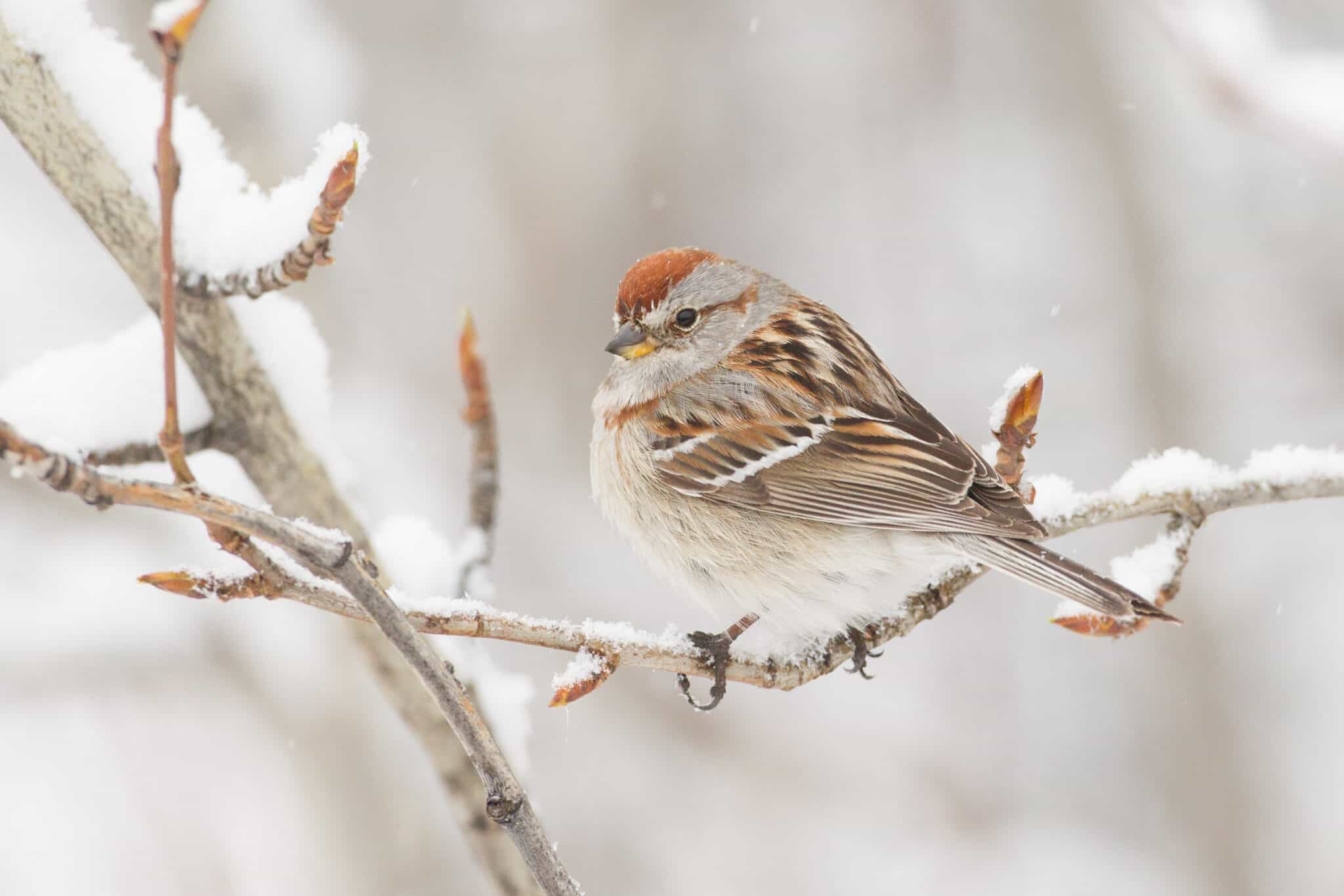 Spotting Iowa's Winter Birds: A Guide to Seasonal Avian Residents - A-Z ...
