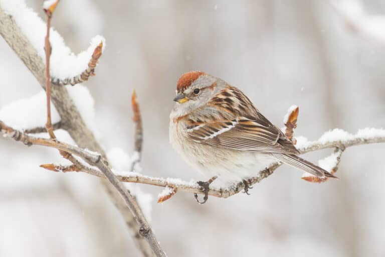 Meet The 19 Incredible Sparrows Found in Michigan - A-Z Animals