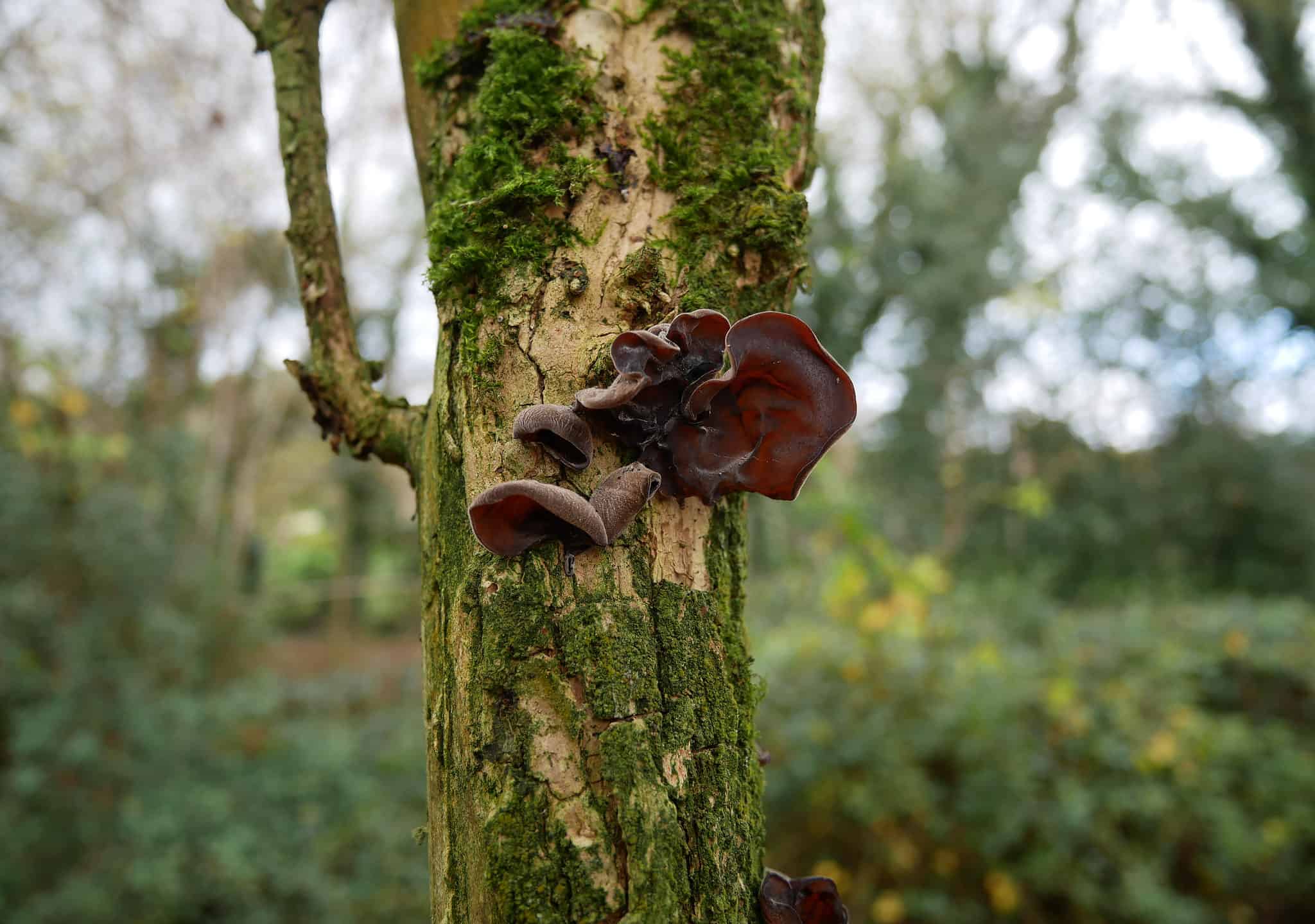 10 Wild Mushrooms Found in Winter - A-Z Animals