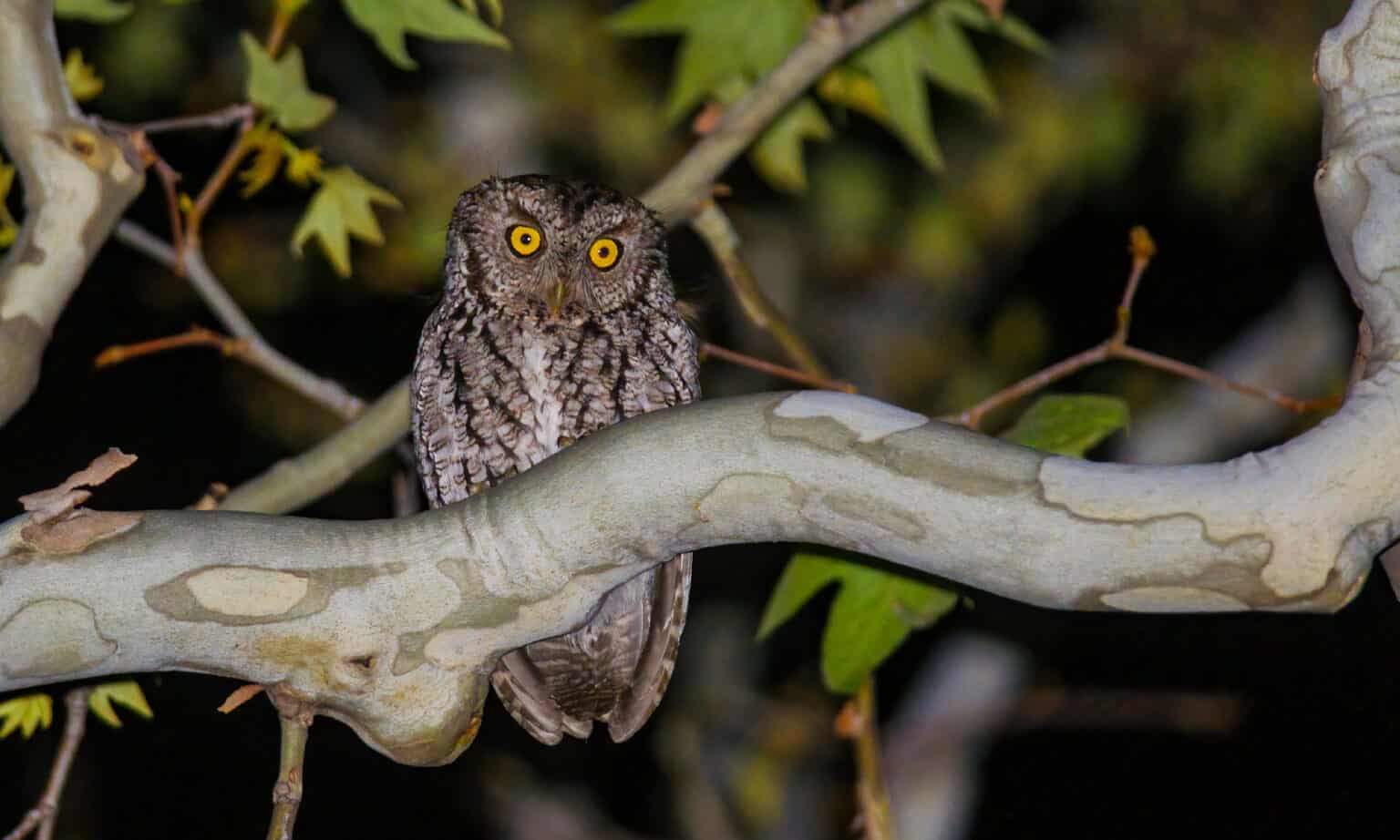 Nocturnal - A-Z Animals
