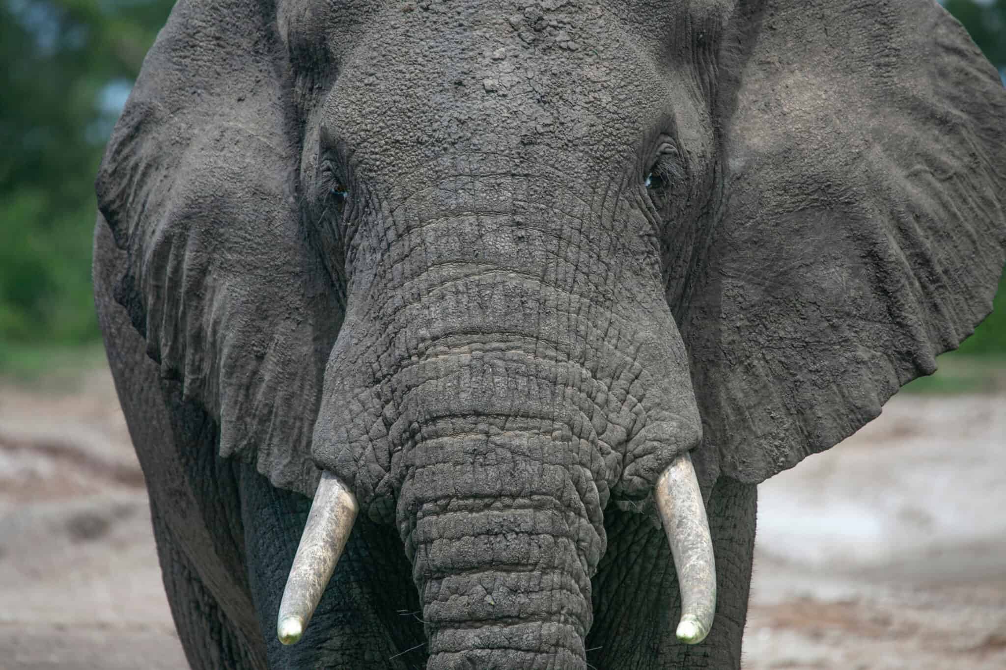 The Multifaceted Role of Elephant Tusks: Beyond Defense - A-Z Animals