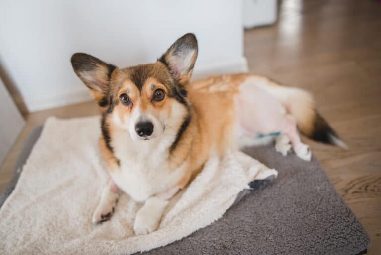 15 Common Corgi Health Problems - A-Z Animals