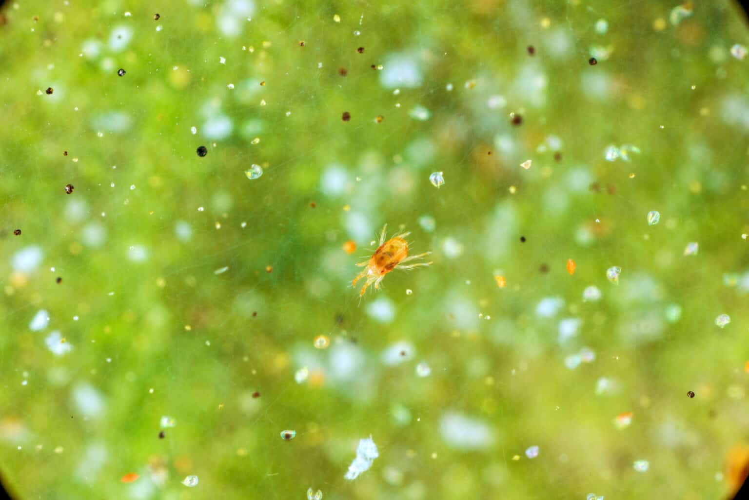 10 Pesky Invaders Repelled by Garlic's Scent - A-Z Animals