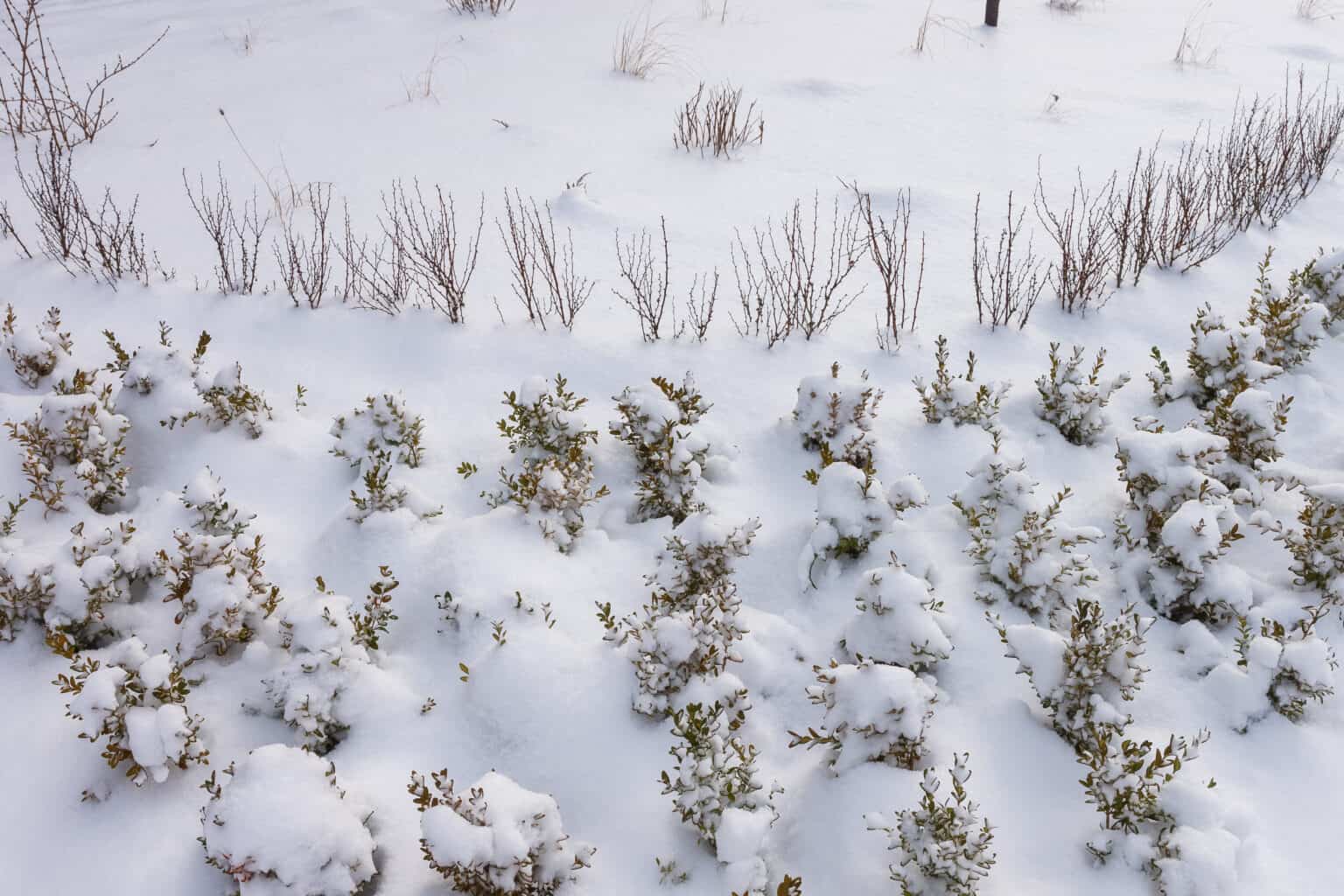 Winterizing Rose Bushes: How to Prep Your Roses for the Cold - A-Z Animals