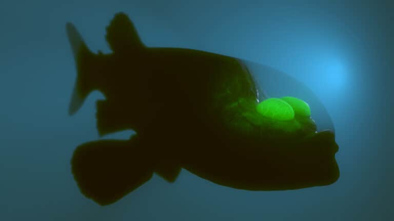 The Telescopefish: The Deep-Sea Predator That Sees Like No Other - A-Z ...