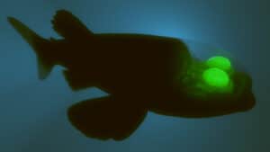 Barreleye fish - A-Z Animals