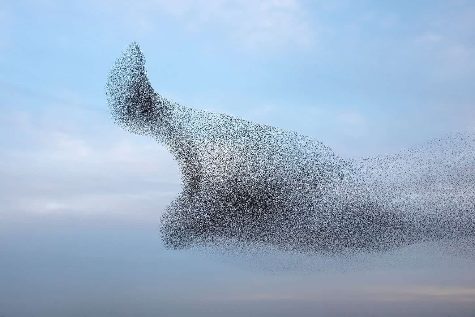 These Invasive Species Are Wrecking Havoc on the U.S. - A-Z Animals ...