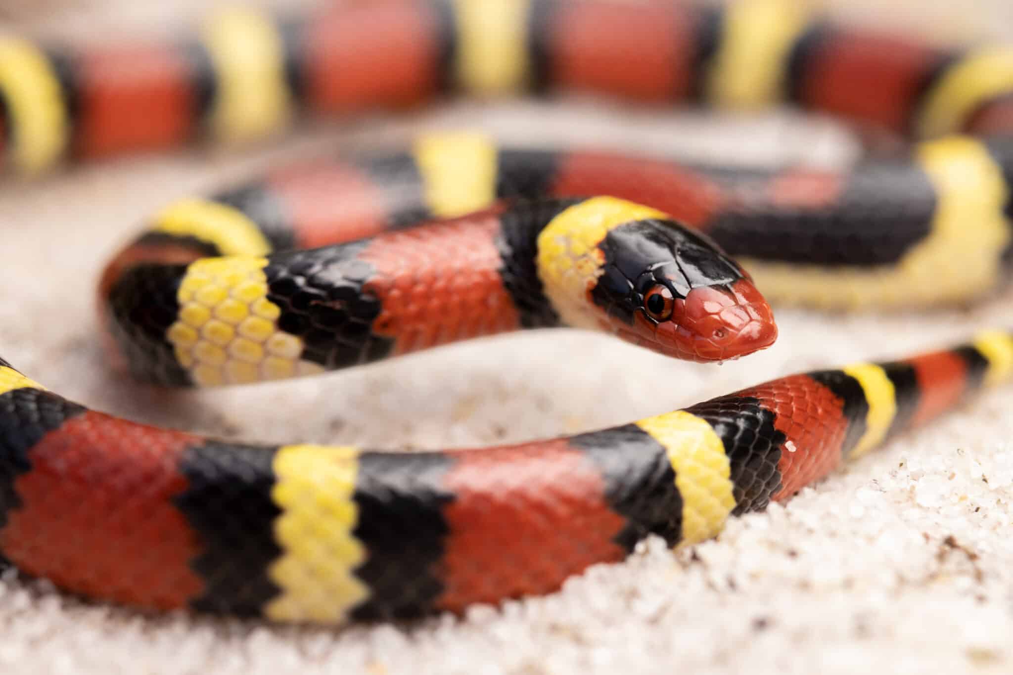 Identifying Venomous Snakes: Key Features and Facts - A-Z Animals