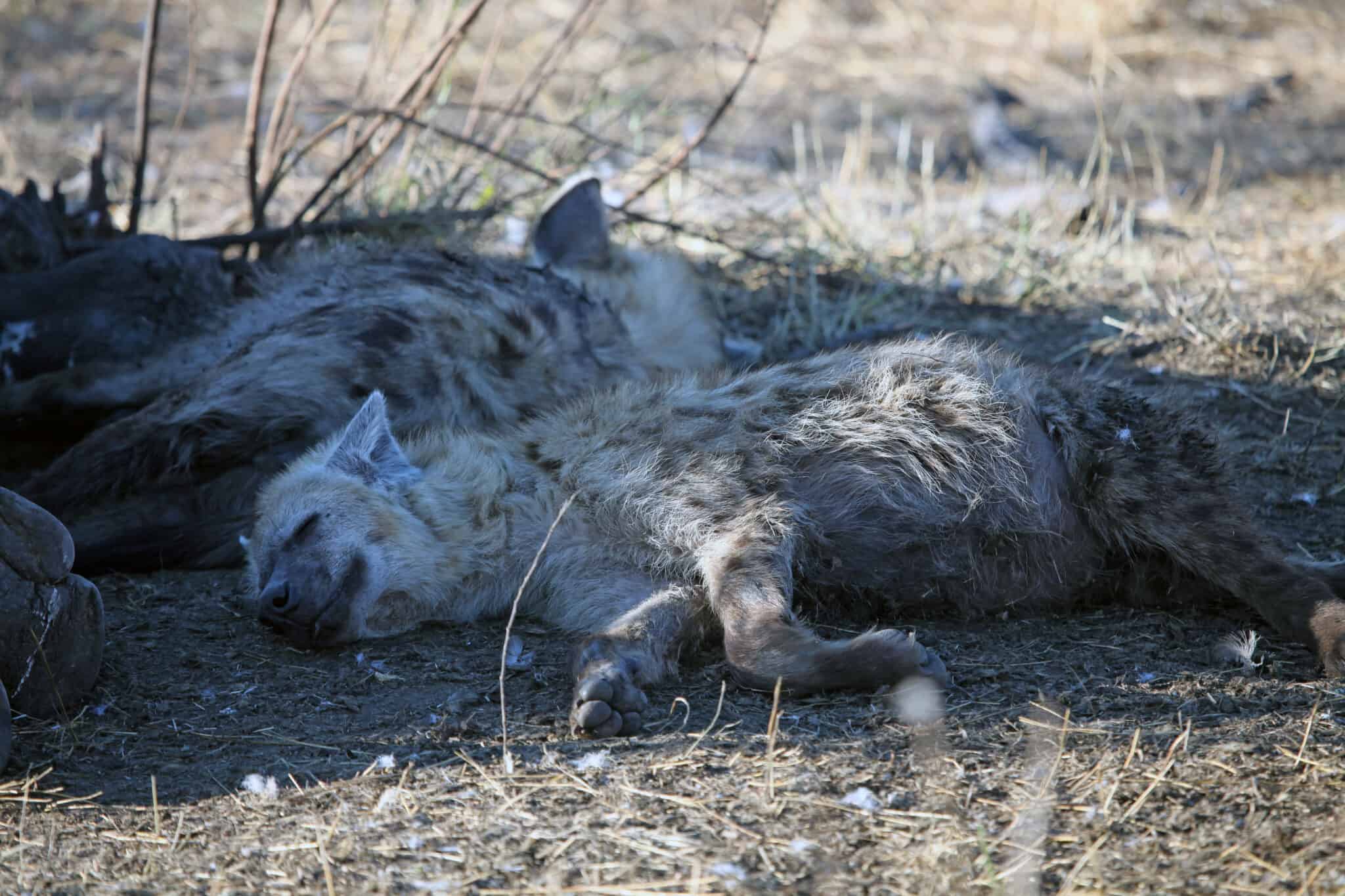 Hear a Hyena Laugh: What It Sounds Like and Why They Do it - A-Z Animals