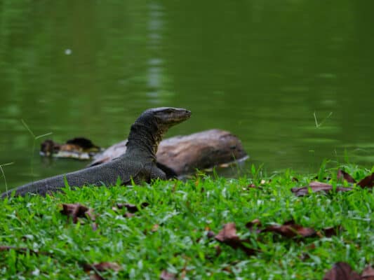 Asian Water Monitor Animal Facts - Varanus salvator - A-Z Animals