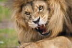 How Lions Communicate Across Miles Using Their Powerful Roars - A-Z Animals