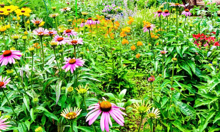 Discover: 4 Animals That Pollinate (Other Than Bees) - A-Z Animals