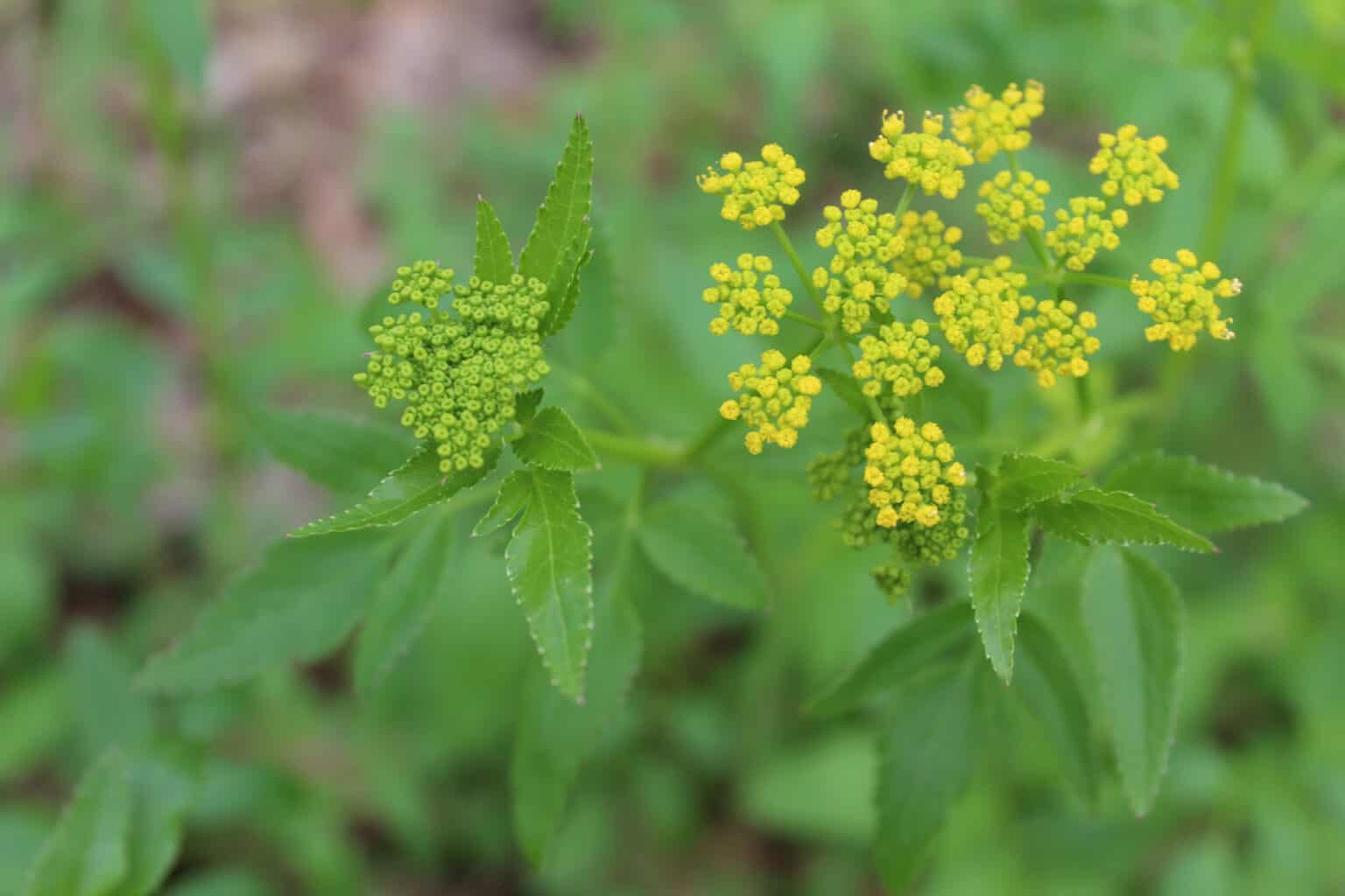 Golden Alexander vs. Wild Parsnip | Newagepitbulls
