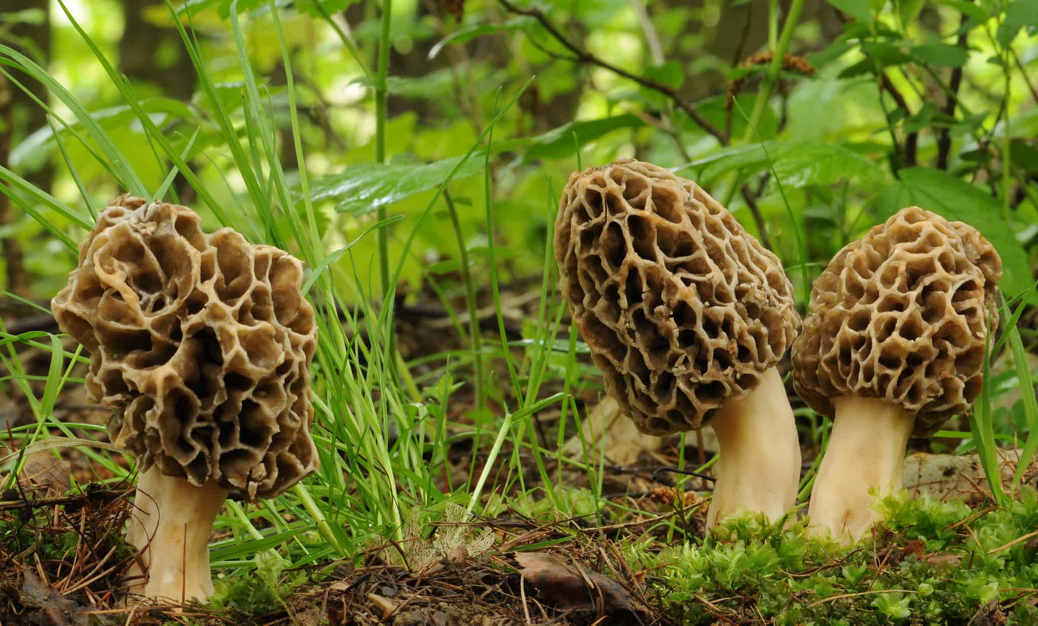Types of Trees That Morel Mushrooms Grow Around - A-Z Animals