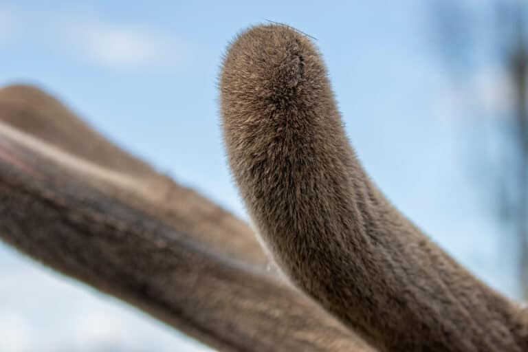 Deer Antler Velvet: What Is It And What Are The Benefits? - A-Z Animals
