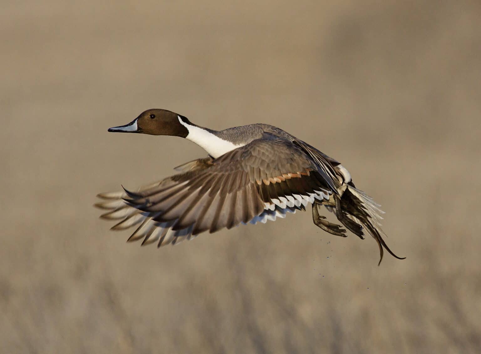 The 16 States With the Absolute Best Duck Hunting - A-Z Animals