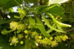 The 23 Most Iconic Trees Native to Indiana - A-Z Animals