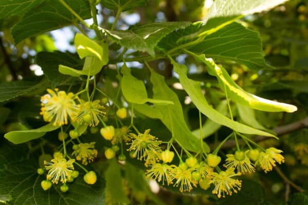 The Best 14 Flowering Trees for Ohio Yards - A-Z Animals