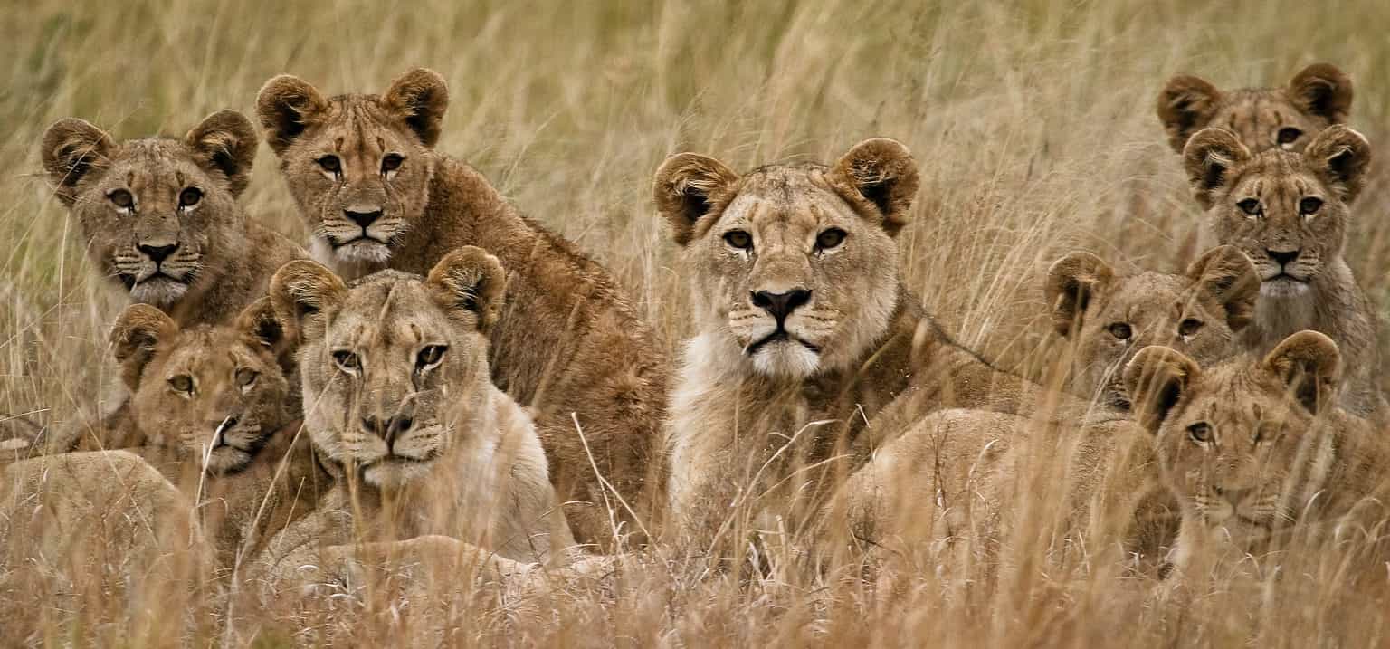 Cape Lion Animal Facts - Panthera leo melanochaitus - A-Z Animals