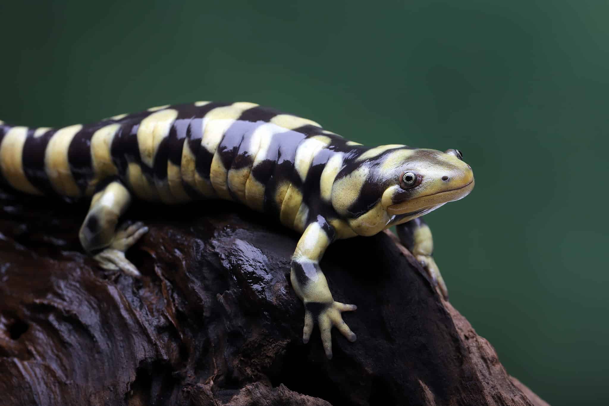 How Animals Use Earth’s Magnetic Field to Navigate Vast Distances - A-Z ...