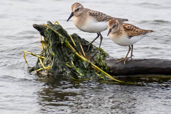 Sandpiper Quiz: How Much Do You Know? - A-Z Animals