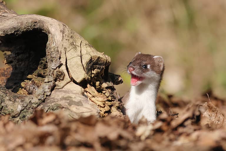 Ermine Animal Facts - Mustela erminea - A-Z Animals