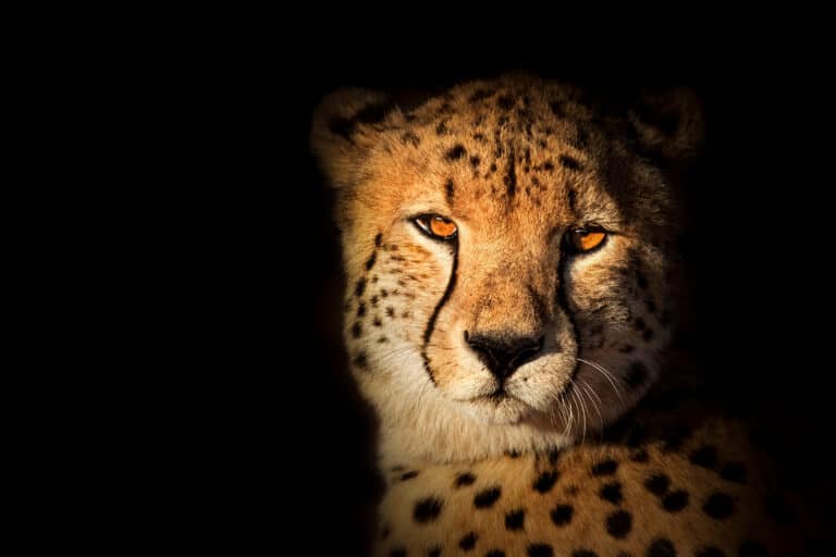 Cheetah Animal Facts - Acinonyx jubatus - A-Z Animals