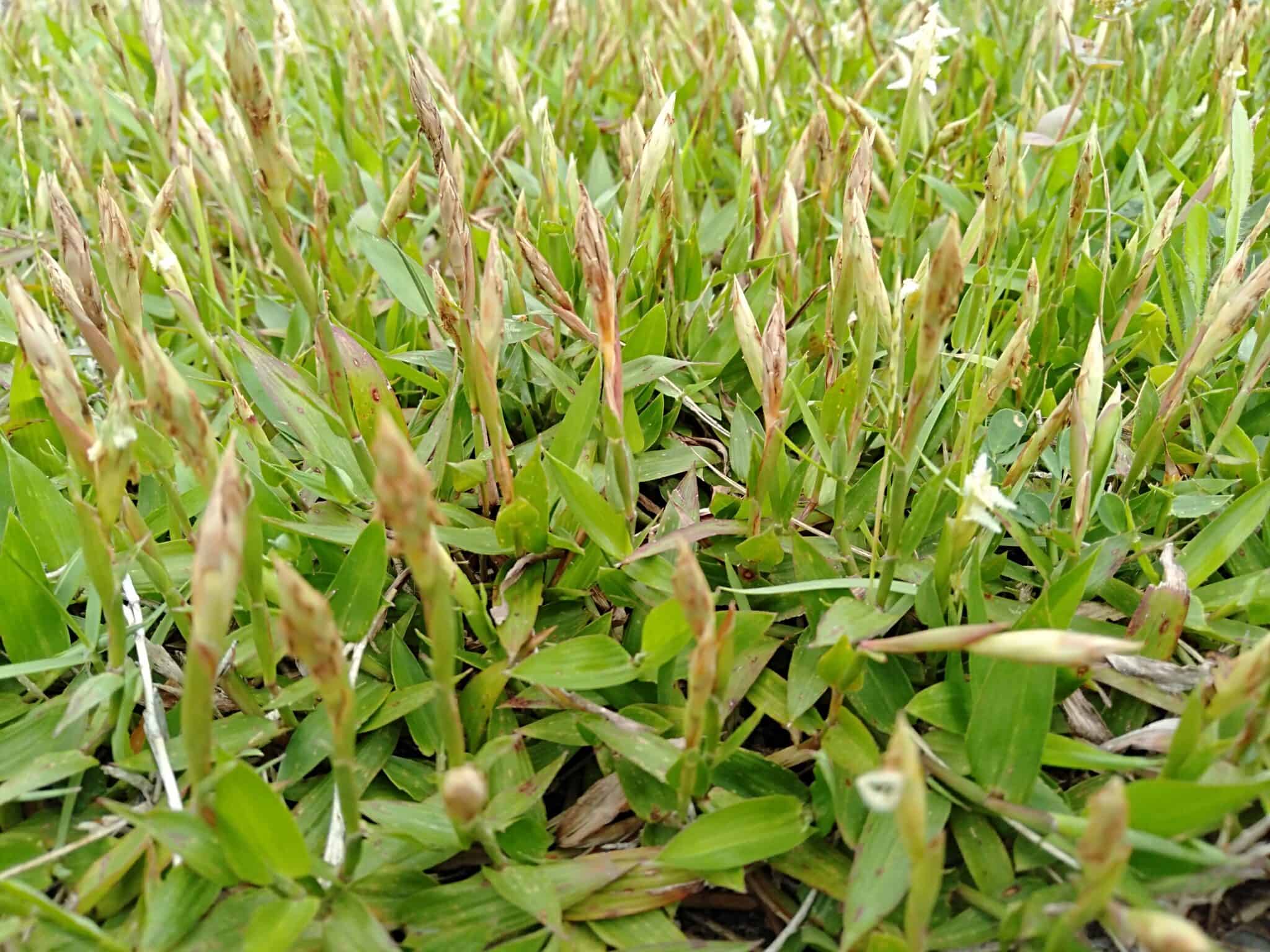 Centipede Grass vs Zoysia Grass: What are the Differences? - A-Z Animals