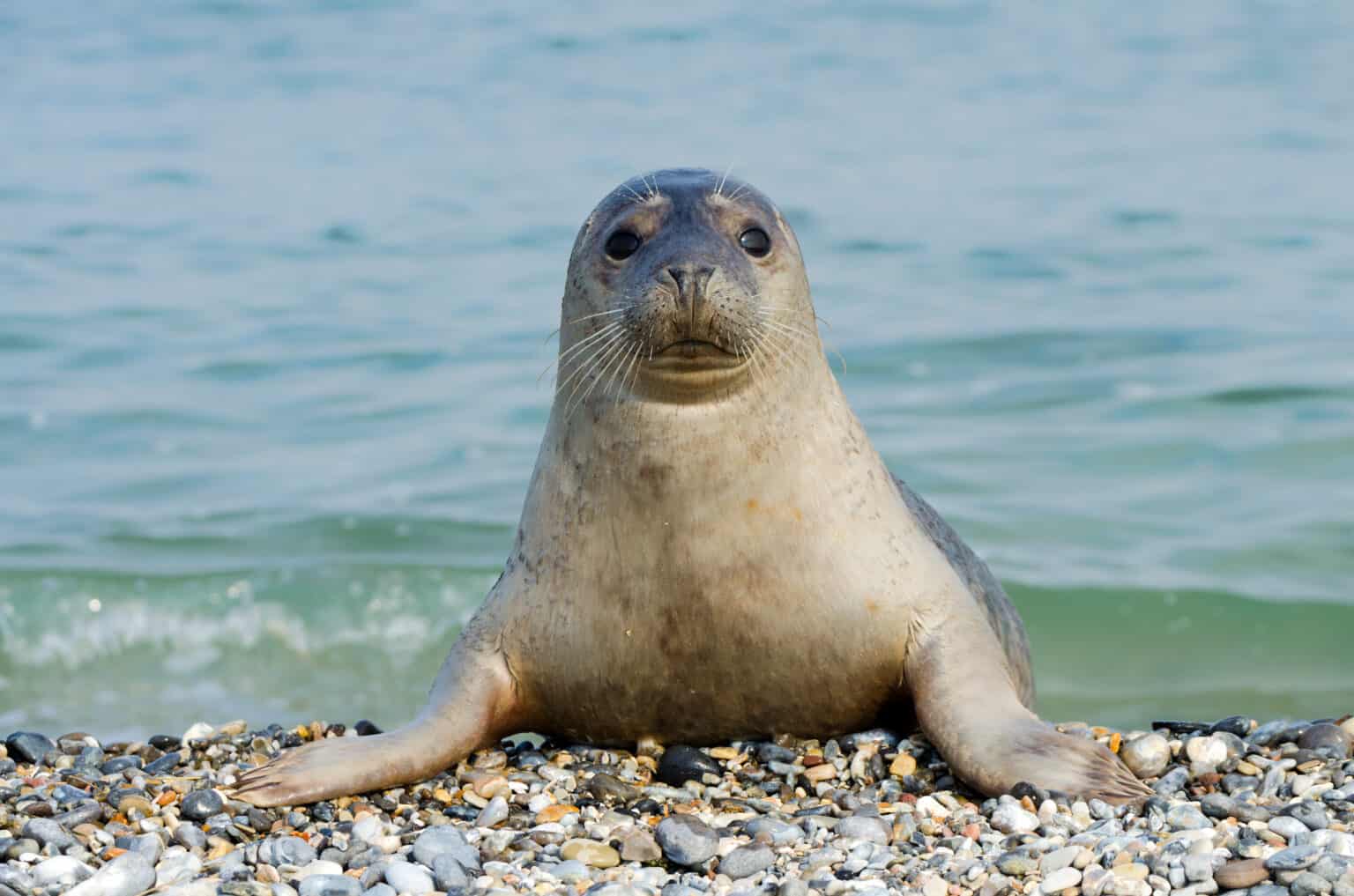 Discover How Fast Seals Can Swim: Top Speeds and Interesting Facts! - A ...