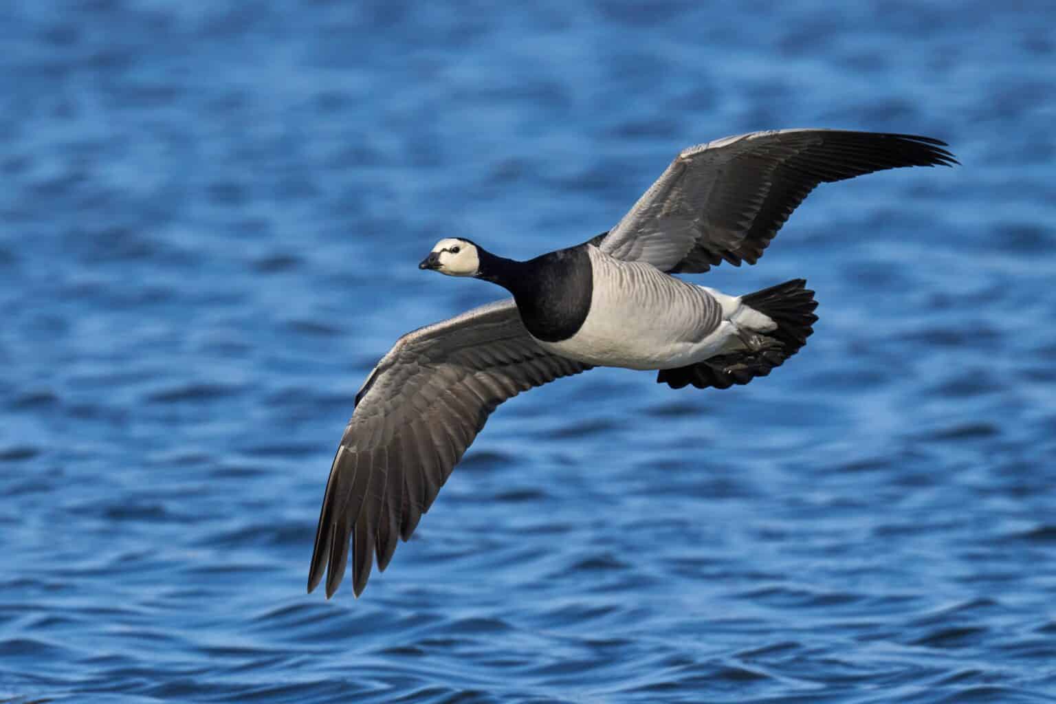 Discover 5 Animals That Eat Moss - A-Z Animals