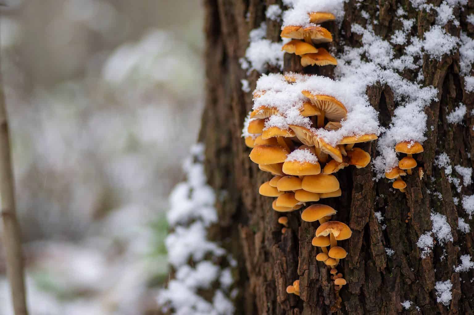 10 Wild Mushrooms Found in Winter - A-Z Animals