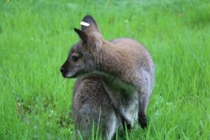 Wallaby Animal Facts - Macropodidae - A-Z Animals