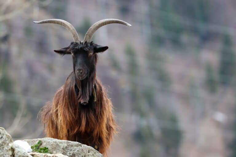 These Are the 12 Animals That Represent Evil in the Bible - A-Z Animals